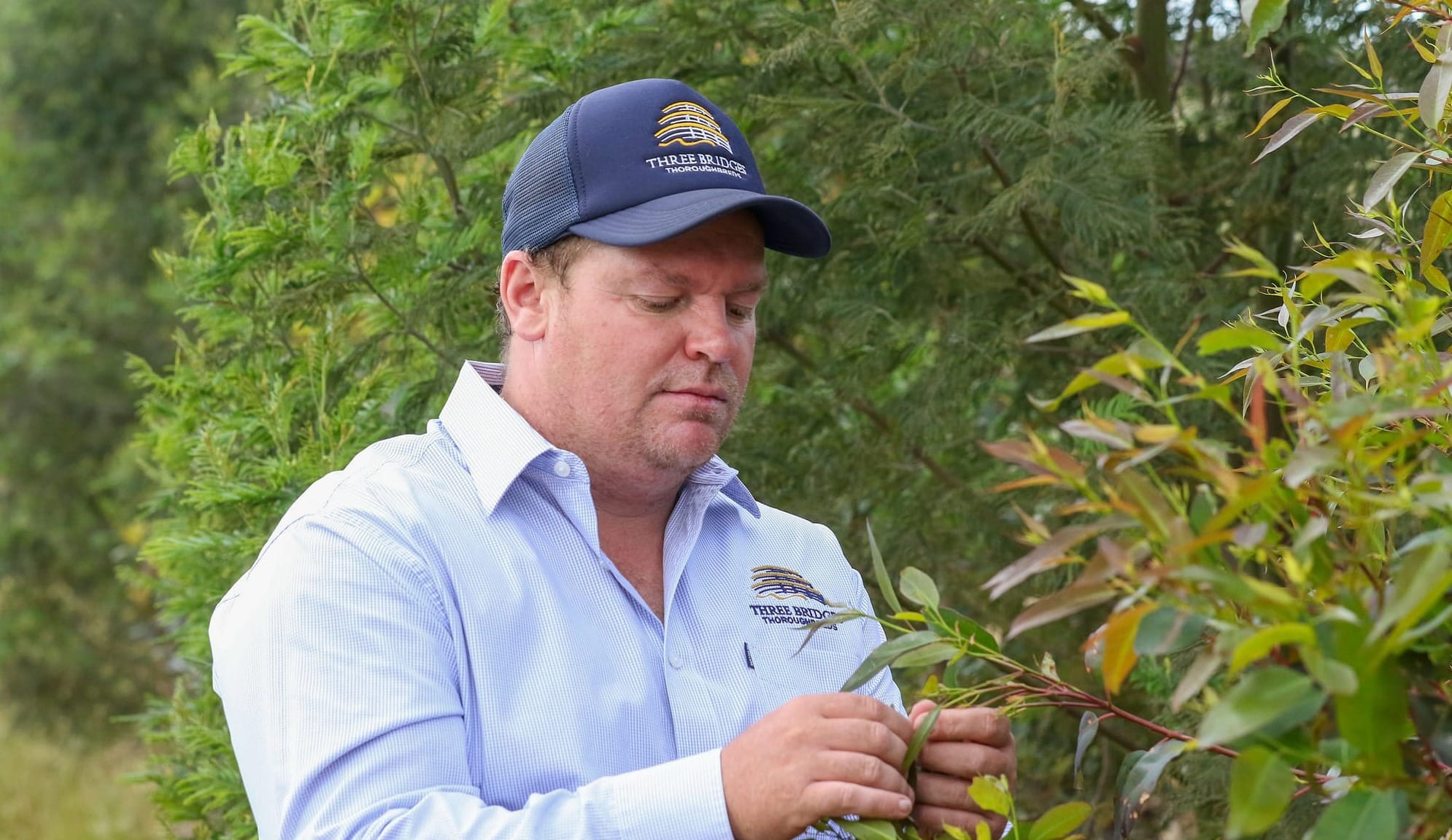 The green breeder - Three Bridges' fresh approach – The Straight