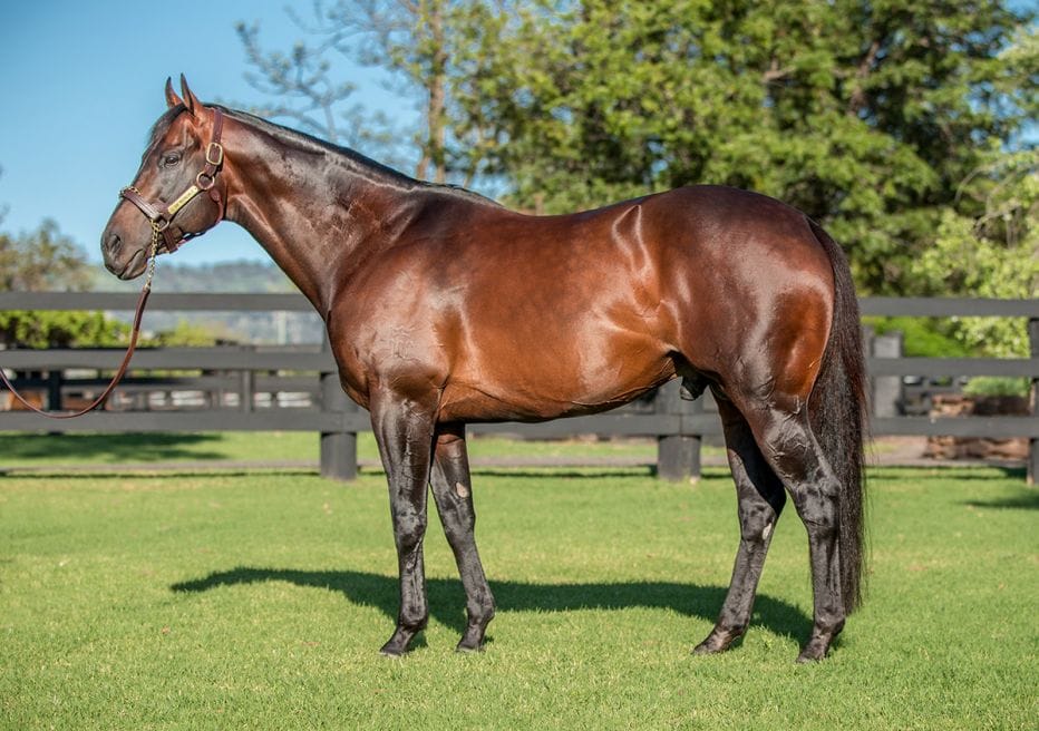 Yarraman Park’s champion sire I Am Invincible to stand at $275k in 2024 ...