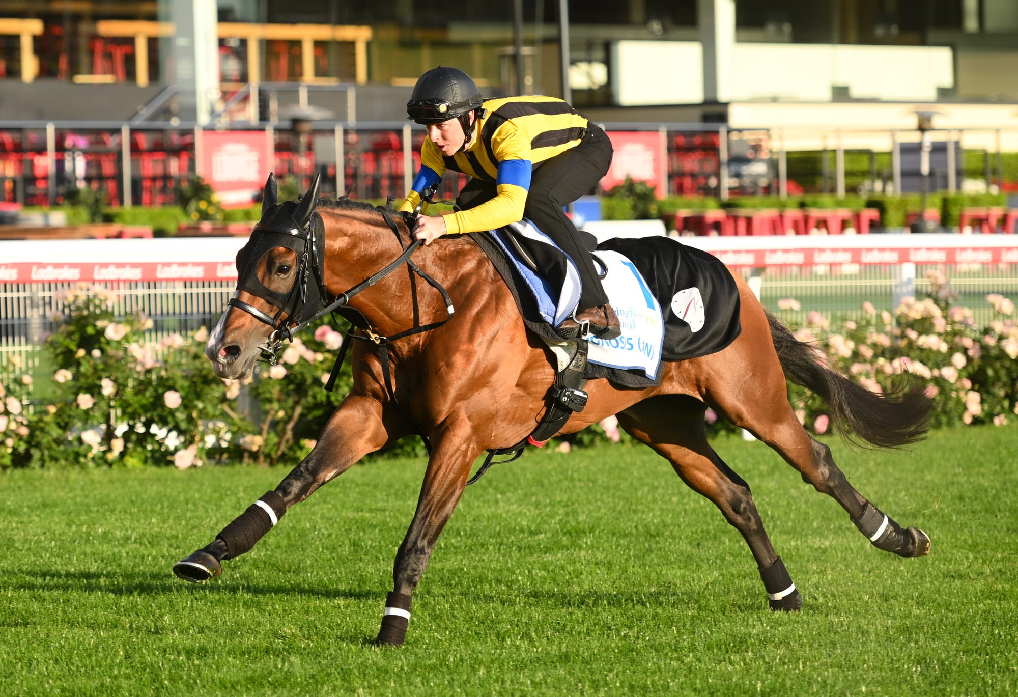 From Libya to Moonee Valley via Hokkaido – The extraordinary background ...