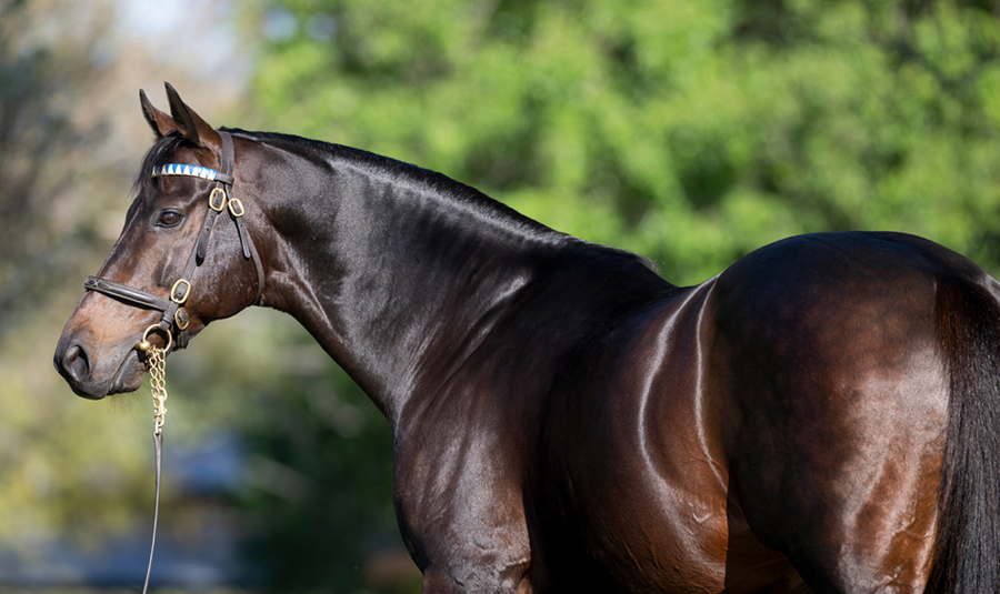 Straight Shorts - Tuesday April 8 - Too Darn Hot returns, Declan Maher on the move, Leilani ...