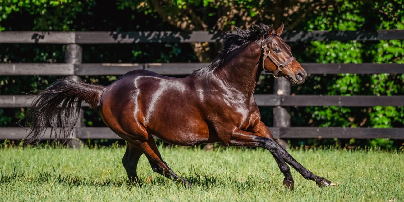 'The hottest stallion in the world right now' - Why Too Darn Hot's ...