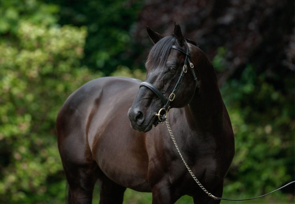 Coolmore quartet lands in Australia – The Straight