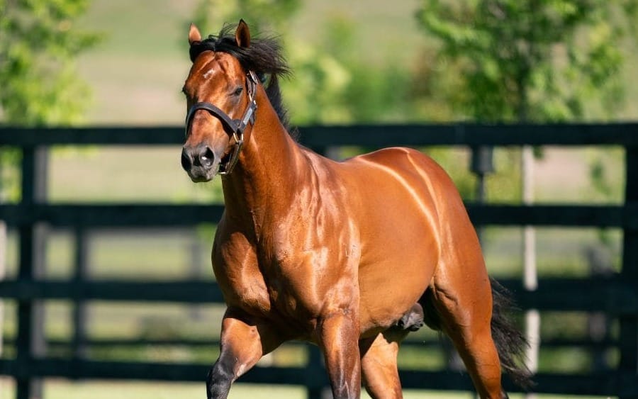 Fee rise for Kia Ora's Farnan – The Straight