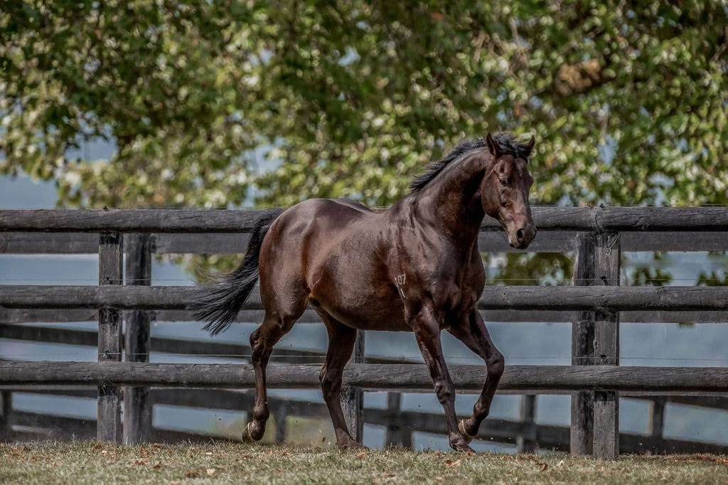 Rowe On Monday - Yarraman Park hits the right note with Lloyd Webber ...