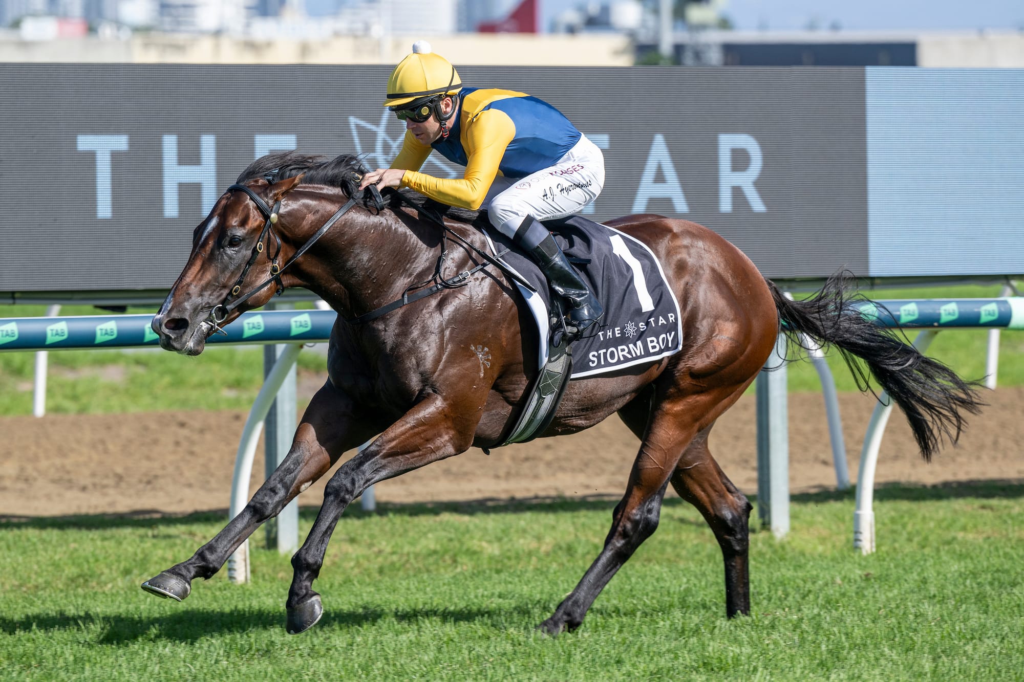 Storm Boy to stud - Coolmore calls time on Justify colt’s international ...