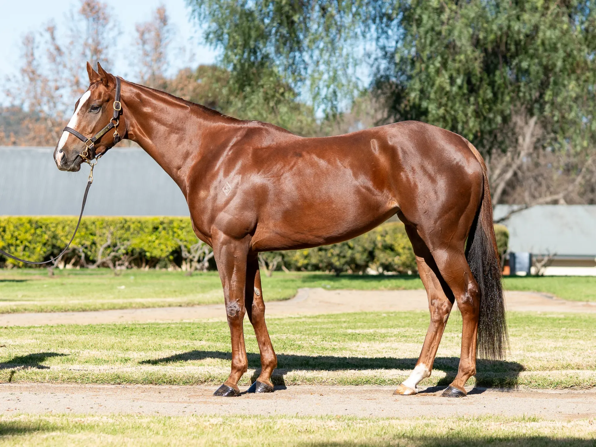 Velocious sells for $1.625 million – The Straight