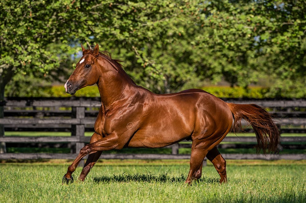 Shooting To Win moves to Yarradale – The Straight