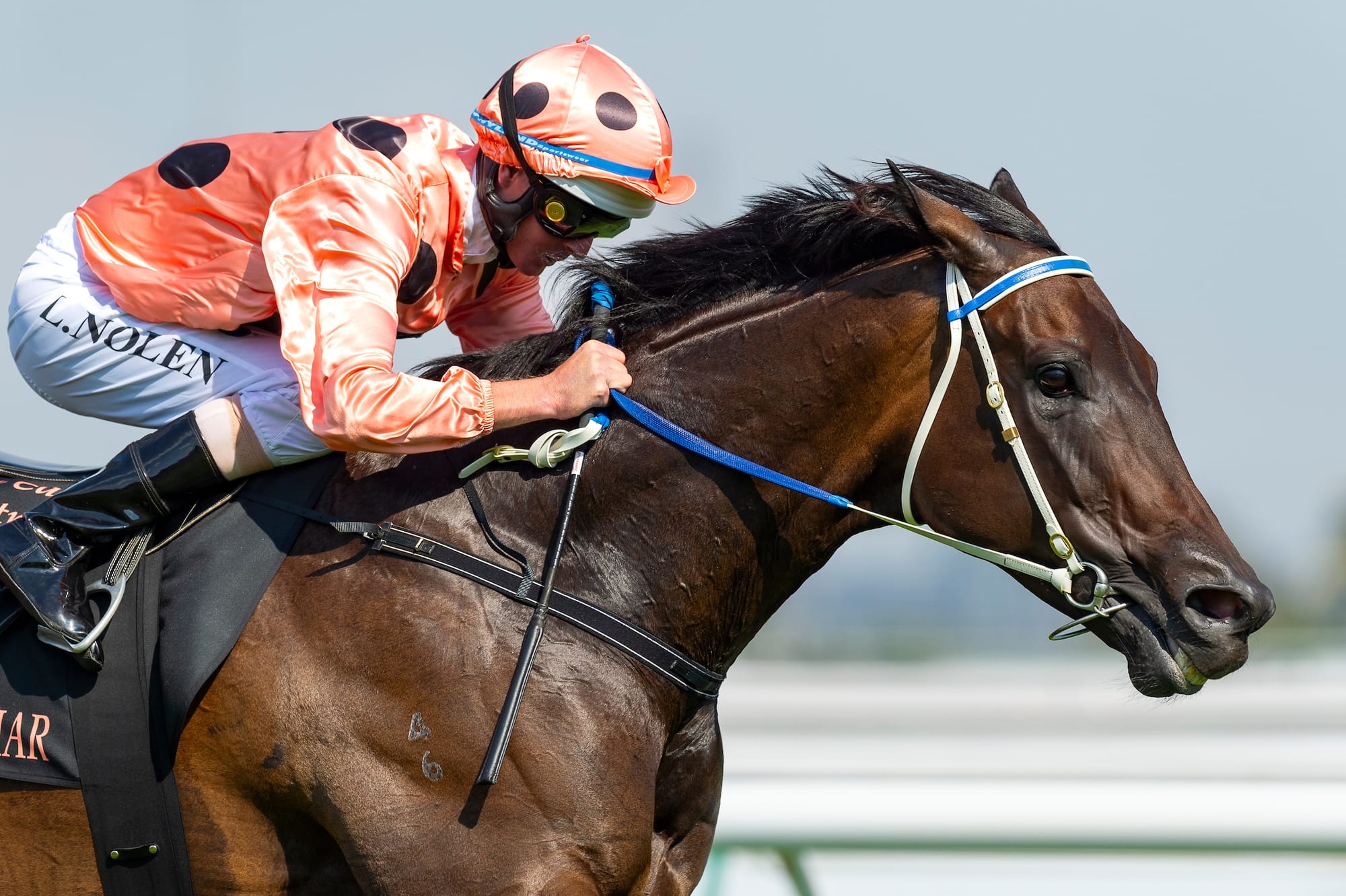 Beyond Black Caviar – The legacy of equine perfection lives on for Neil ...
