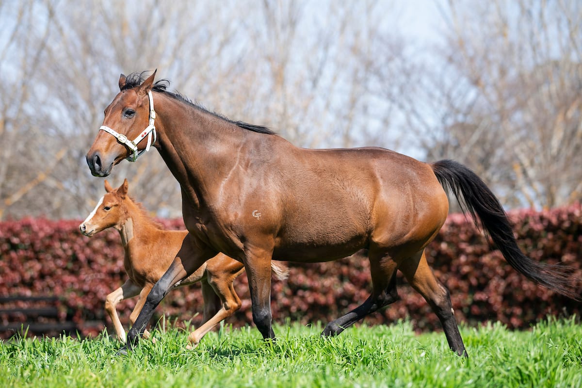 Gilgai Farm mourning the loss of Black Caviar’s sister and influential ...