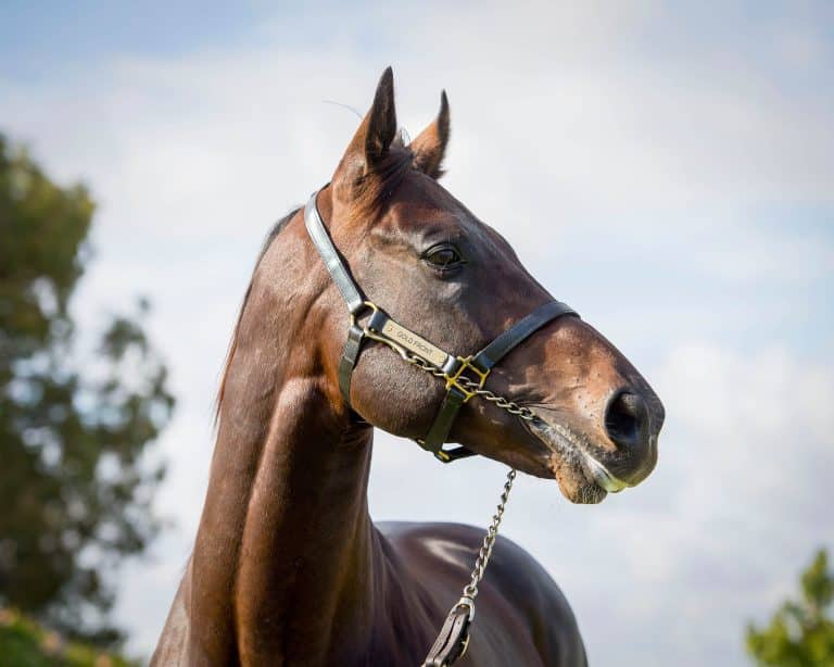 An Awesome opportunity - Railway Stakes day a potential game changer ...