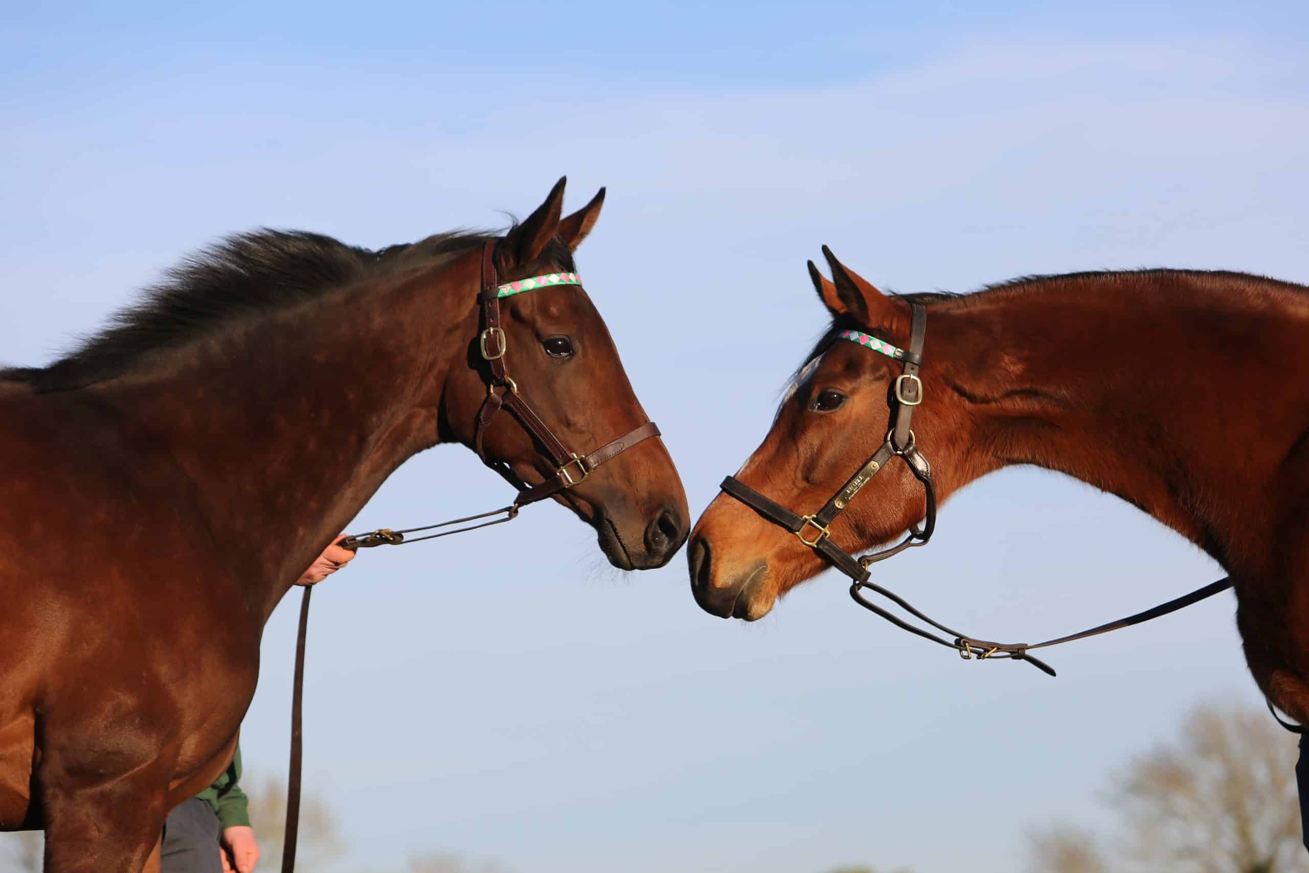 Dubawi's double Arc winner dates - Enable and Bluestocking in 2026 ...