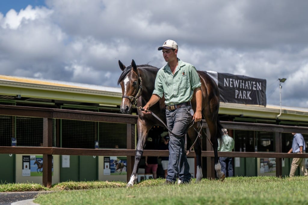 Proven and rising sires to power 40th Magic Millions market on the Gold ...