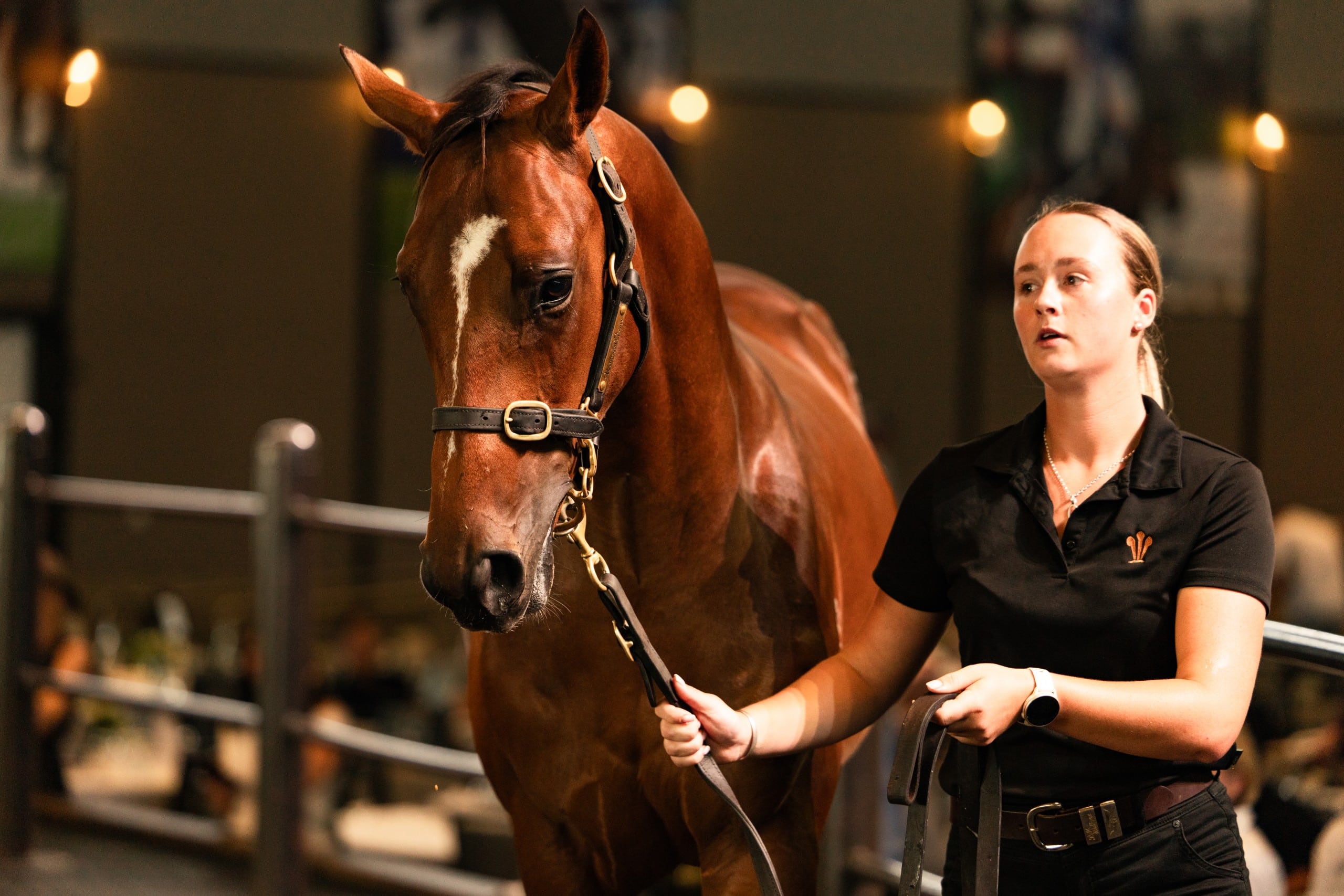 Top-end strength drives Inglis Classic to $57 million result – The Straight