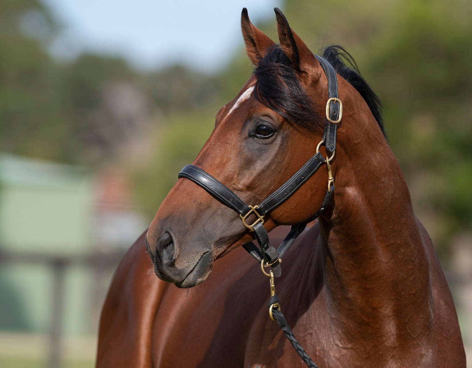$50 million-plus deal brings Super Seth to Coolmore – The Straight