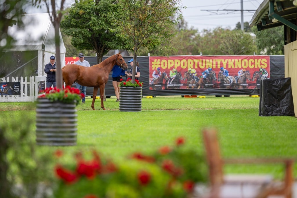 Magic Millions looks to trade market to spark Adelaide sale – The Straight