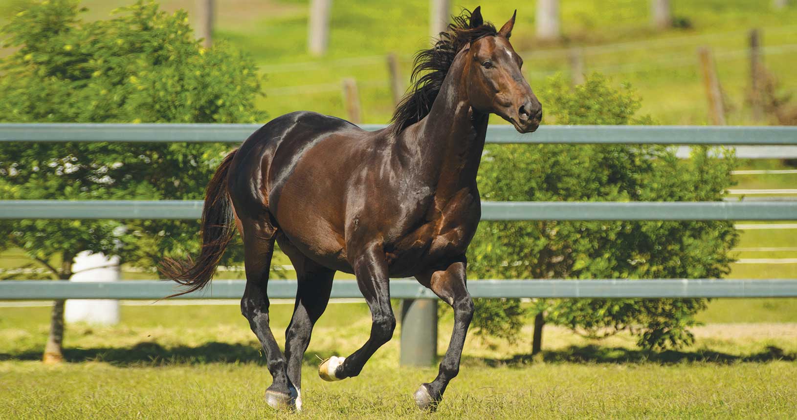 'The dream came true, we took advantage of the dream' - Spirit Of Boom ...