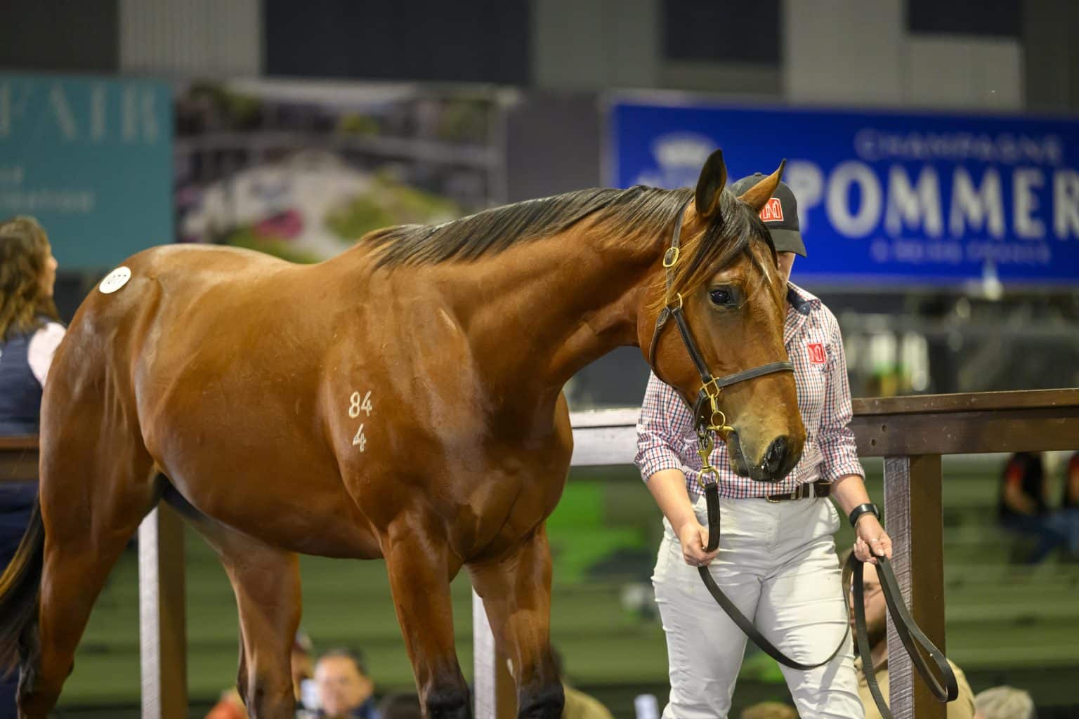 Darby lands his National colt by Newgate’s top sire for $400,000 – The ...