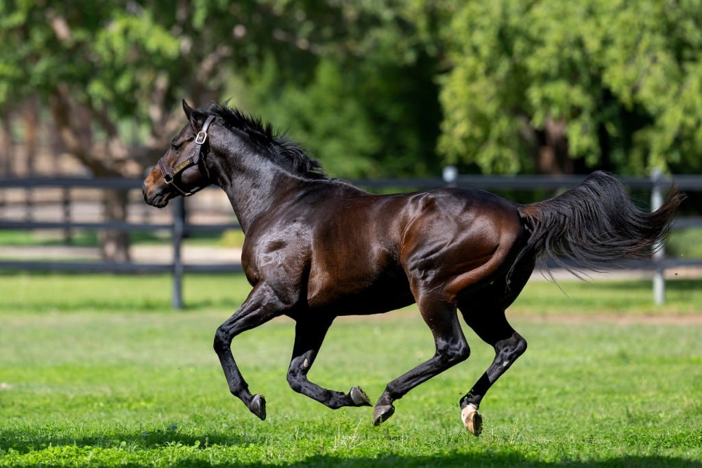 Libertad and Coleman bolster Blue Gum’s stallion roster – The Straight